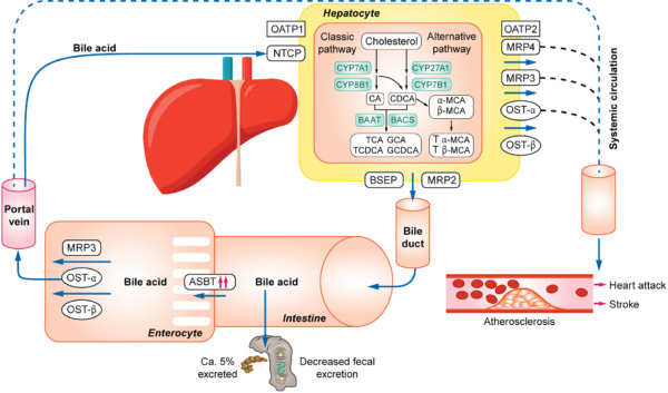 RESEARCH – PETRIELLO LAB